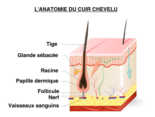 Votre Cuir Chevelu Est il En Bonne Sant votre-cuir-chevelu-est-il-en-bonne-sant
